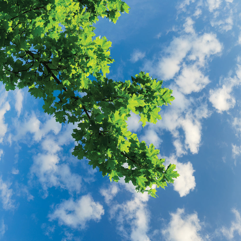 5154 Sky & Trees Ceiling Tile – ceilingscenes